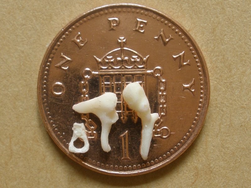 Bone 2, set of ossicles.