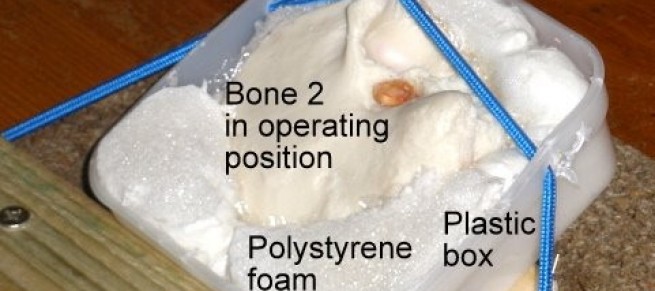 Pettigrew Temporal Bones